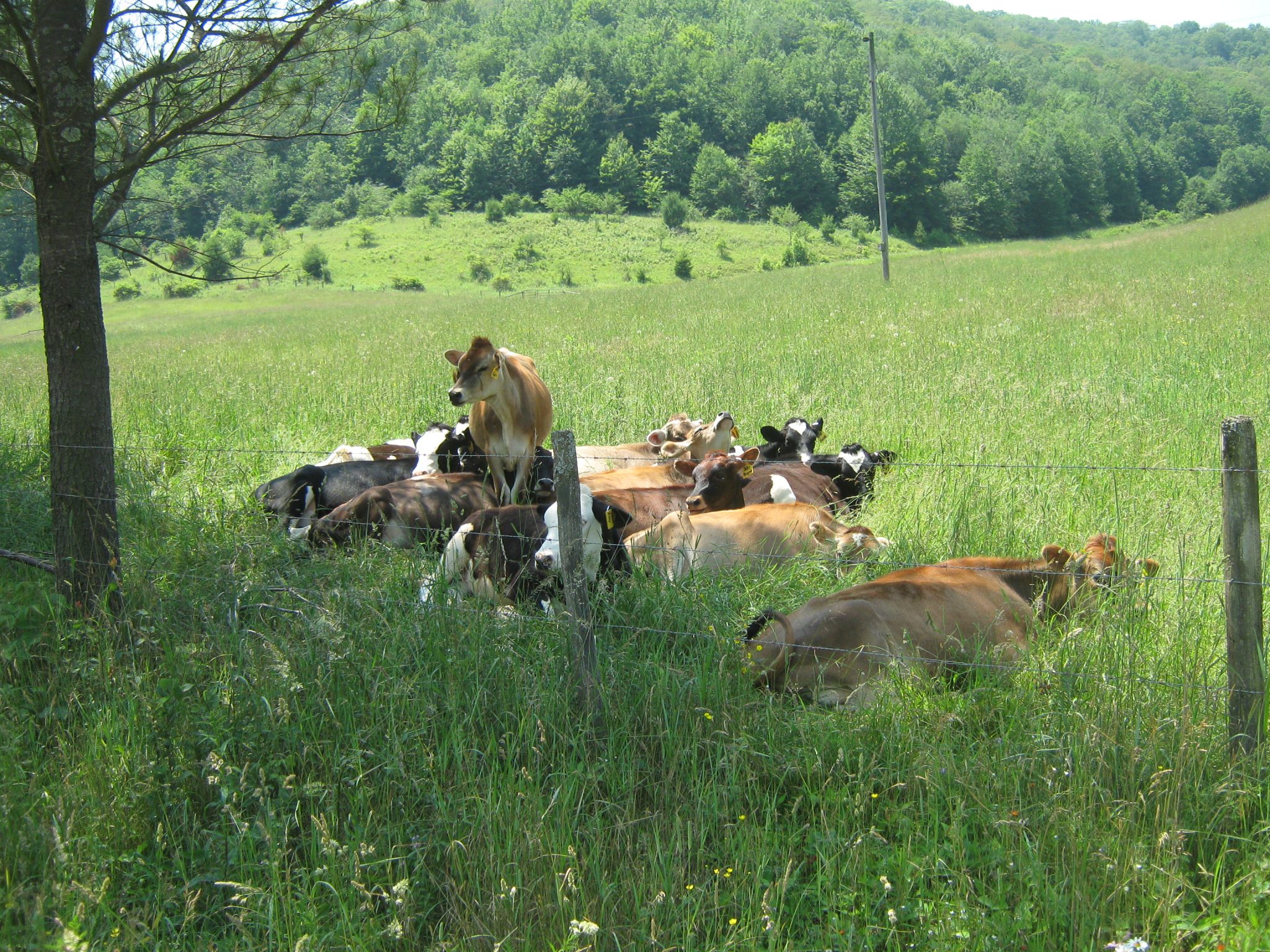 Manure Management – Potter County Conservation District